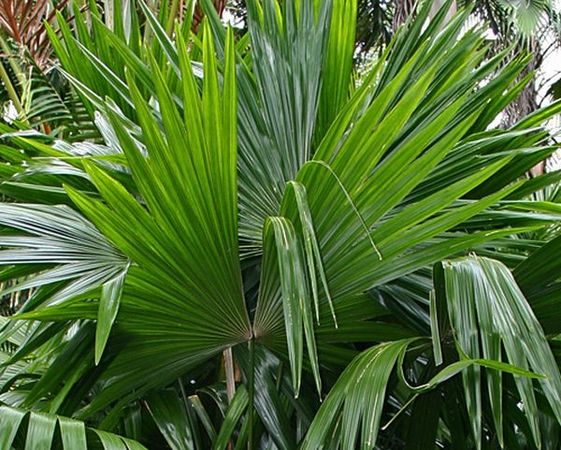 Chelyocarpus chuco - Palmpedia - Palm Grower's Guide