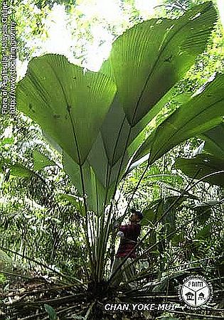 Johannesteijsmannia magnifica - Palmpedia - Palm Grower's Guide