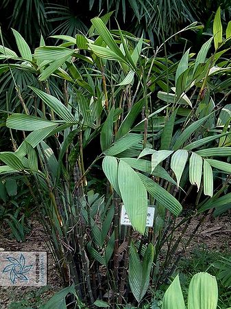 Pinanga sinii - Palmpedia - Palm Grower's Guide