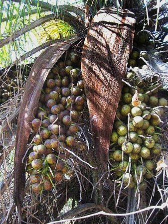 Acrocomia media - Palmpedia - Palm Grower's Guide