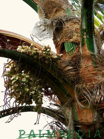 Syagrus pseudococos - Palmpedia - Palm Grower's Guide