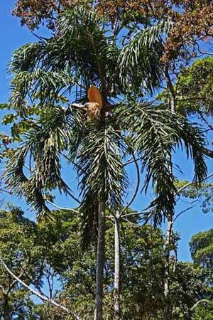 Syagrus pseudococos - Palmpedia - Palm Grower's Guide