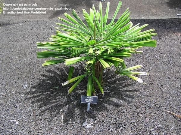 Licuala paludosa - Palmpedia - Palm Grower's Guide