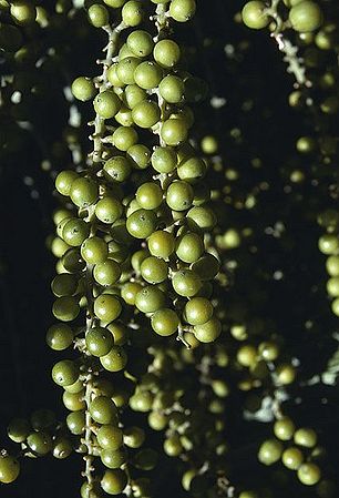 Ravenea rivularis - Palmpedia - Palm Grower's Guide