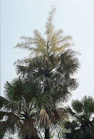 Corypha lecomtei - Palmpedia - Palm Grower's Guide