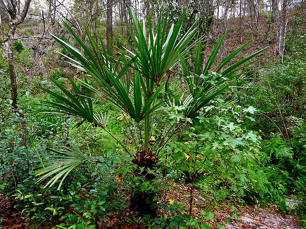 Rhapidophyllum hystrix - Palmpedia - Palm Grower's Guide
