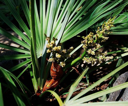 Trachycarpus nanus - Palmpedia - Palm Grower's Guide