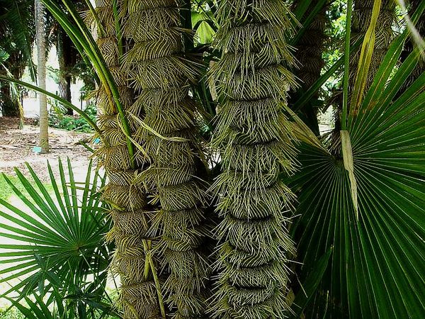 Zombia antillarum - Palmpedia - Palm Grower's Guide