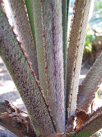 Brahea pimo - Palmpedia - Palm Grower's Guide