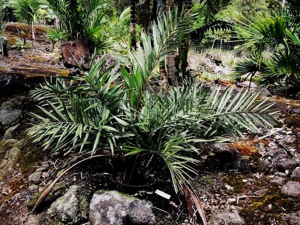 Syagrus rupicola - Palmpedia - Palm Grower's Guide