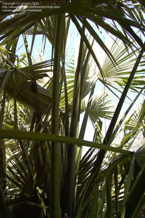 Sabal yapa - Palmpedia - Palm Grower's Guide