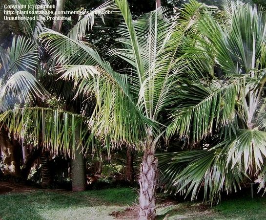 Ravenea madagascariensis - Palmpedia - Palm Grower's Guide