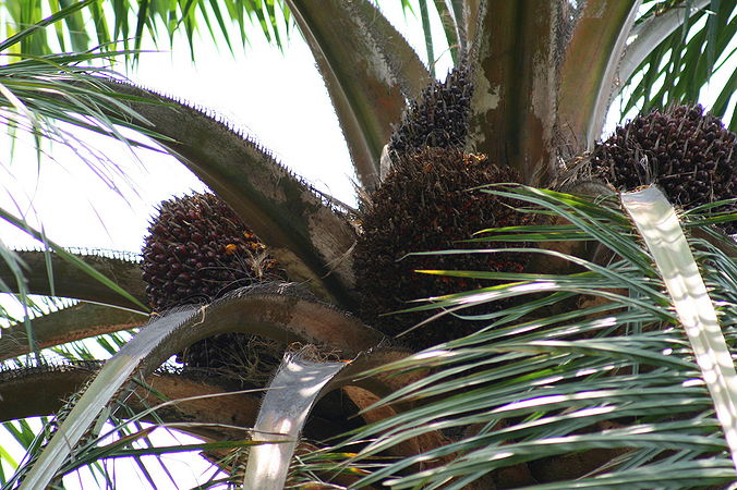 Elaeis guineensis - Palmpedia - Palm Grower's Guide