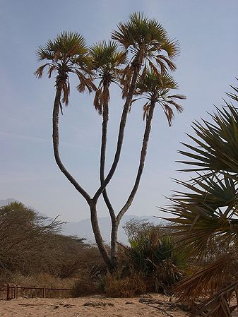 Hyphaene thebaica - Palmpedia - Palm Grower's Guide