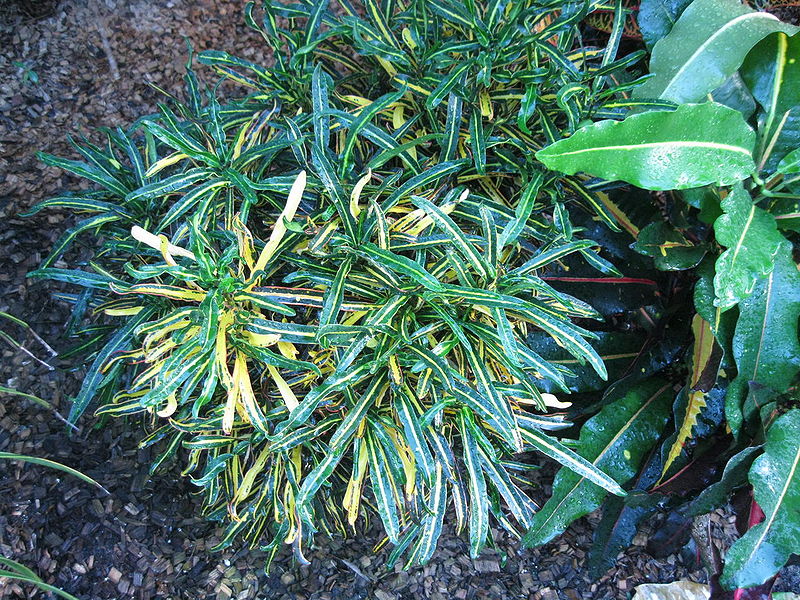 MINI CASCADE - Palmpedia - Palm Grower's Guide