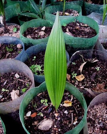 Syagrus macrocarpa - Palmpedia - Palm Grower's Guide