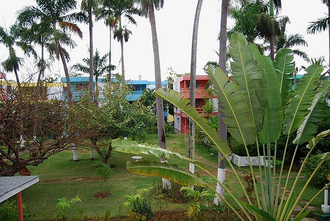 Roystonea princeps - Palmpedia - Palm Grower's Guide