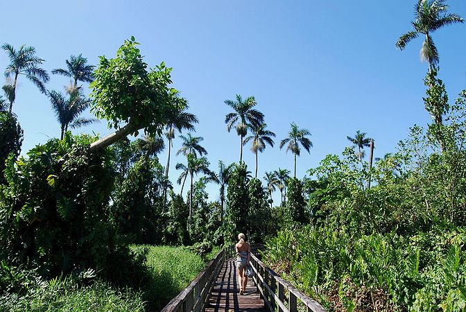 Roystonea princeps - Palmpedia - Palm Grower's Guide