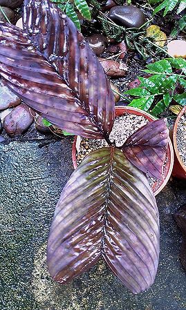 Pinanga veitchii - Palmpedia - Palm Grower's Guide