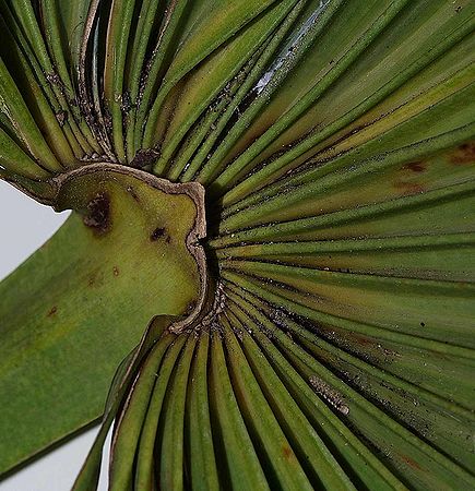 Leucothrinax morrissii - Palmpedia - Palm Grower's Guide