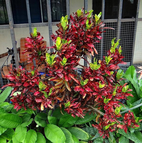 BATIK - Palmpedia - Palm Grower's Guide