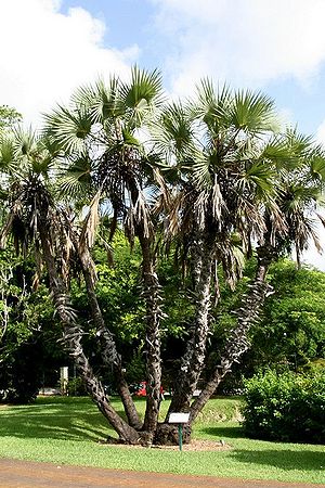 Hyphaene dichotoma - Palmpedia - Palm Grower's Guide