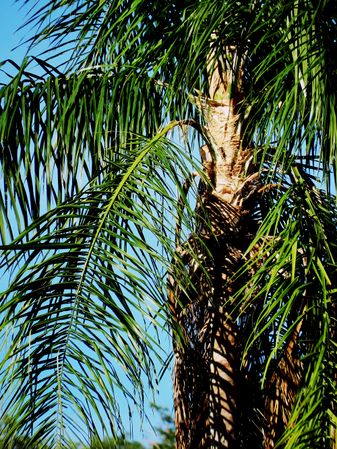 Syagrus vermicularis - Palmpedia - Palm Grower's Guide
