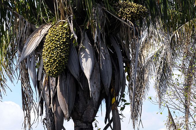 Attalea maripa - Palmpedia - Palm Grower's Guide