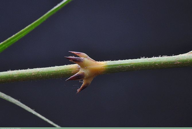 Daemonorops mollis - Palmpedia - Palm Grower's Guide