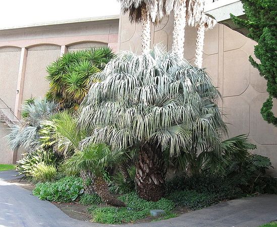 Brahea clara - Palmpedia - Palm Grower's Guide