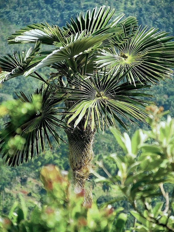Coccothrinax miraguama - Palmpedia - Palm Grower's Guide