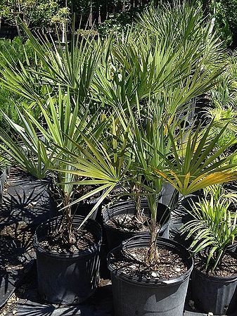 Leucothrinax morrissii - Palmpedia - Palm Grower's Guide