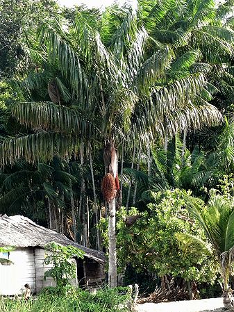 Oenocarpus bataua - Palmpedia - Palm Grower's Guide