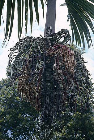 Pinanga javana - Palmpedia - Palm Grower's Guide