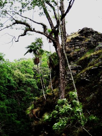 Trachycarpus martianus - Palmpedia - Palm Grower's Guide