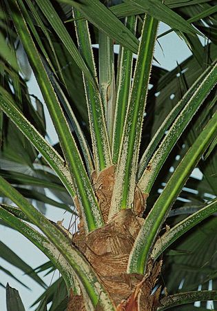 Trachycarpus latisectus - Palmpedia - Palm Grower's Guide