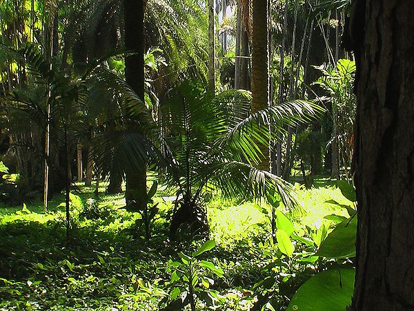 Leopoldinia piassaba - Palmpedia - Palm Grower's Guide