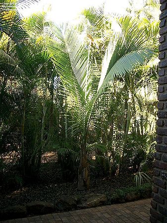 Ravenea madagascariensis - Palmpedia - Palm Grower's Guide