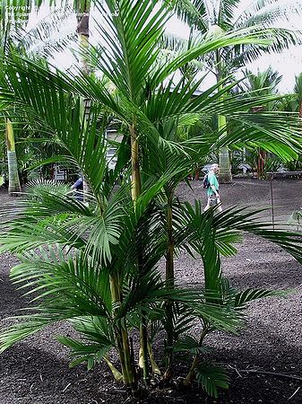 Pinanga dicksonii - Palmpedia - Palm Grower's Guide