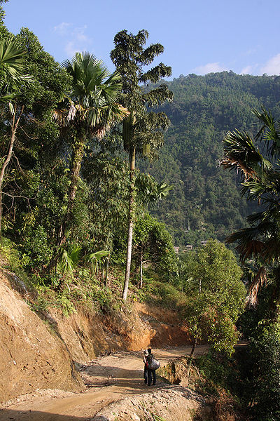 Caryota maxima - Palmpedia - Palm Grower's Guide