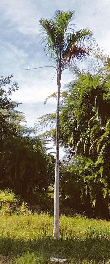 Gaussia attenuata - Palmpedia - Palm Grower's Guide