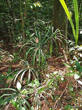 Licuala bidentata - Palmpedia - Palm Grower's Guide