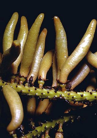 Licuala mattanensis - Palmpedia - Palm Grower's Guide