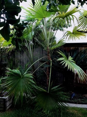 Trachycarpus latisectus - Palmpedia - Palm Grower's Guide