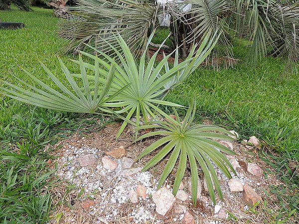 Brahea dulcis - Palmpedia - Palm Grower's Guide