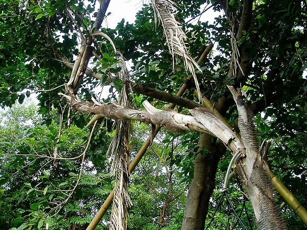 Calamus siphonospathus - Palmpedia - Palm Grower's Guide