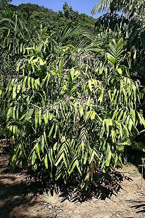 Pinanga patula - Palmpedia - Palm Grower's Guide