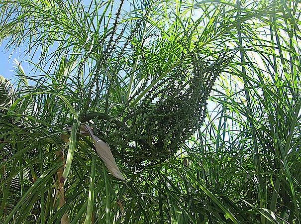 Chamaedorea plumosa - Palmpedia - Palm Grower's Guide