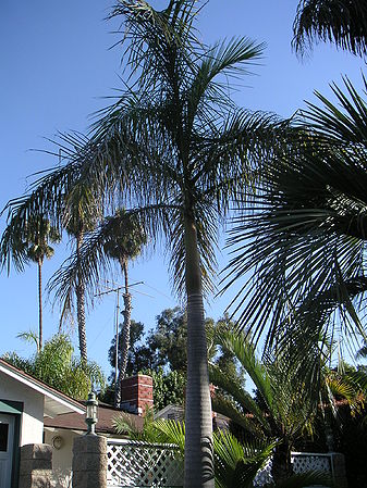 Roystonea princeps - Palmpedia - Palm Grower's Guide