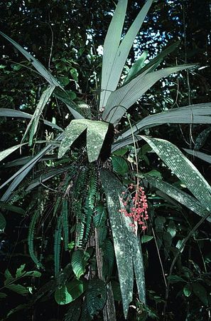 Sommieria leucophylla - Palmpedia - Palm Grower's Guide